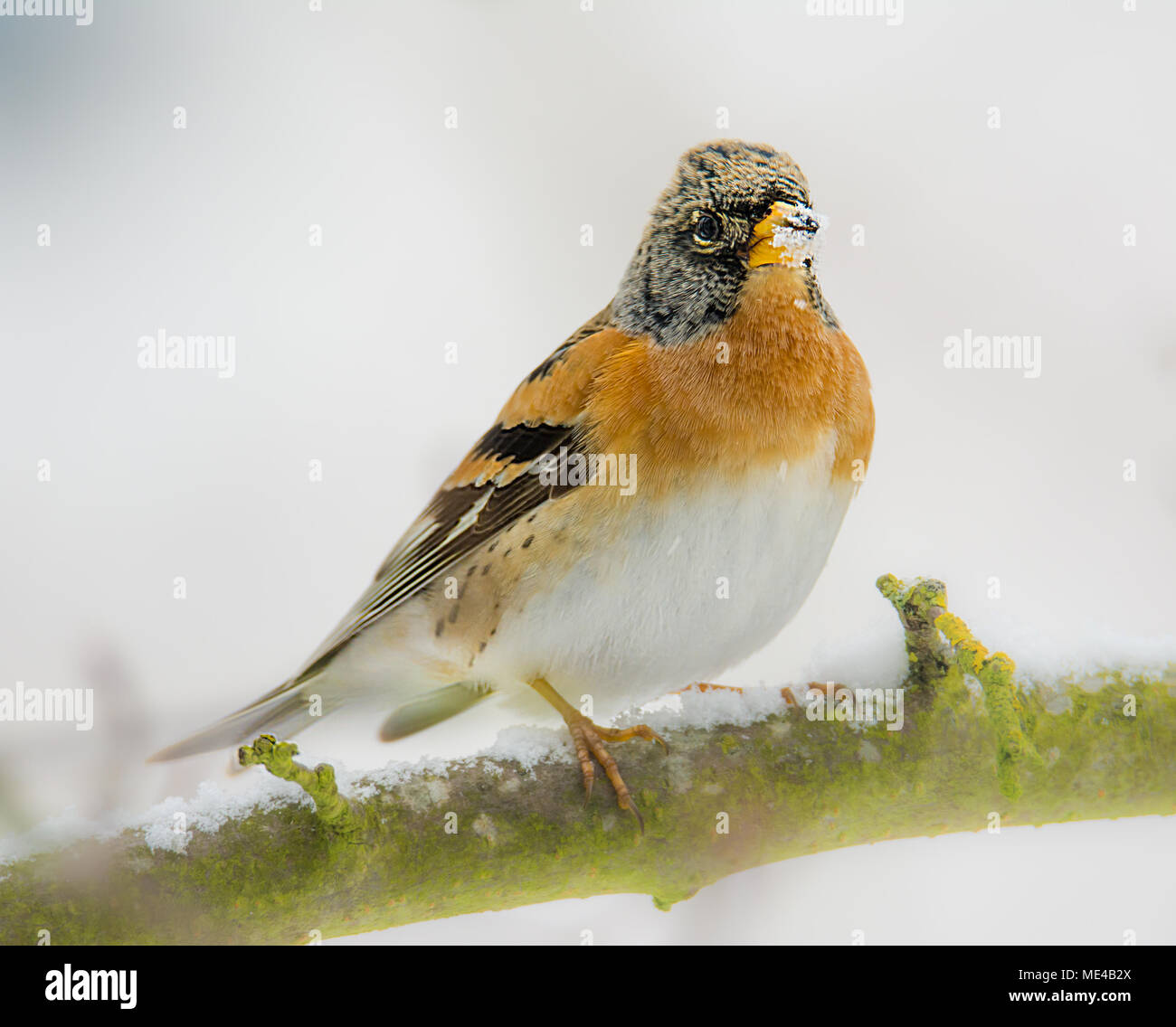 Brambling winter plumage hi-res stock photography and images - Alamy