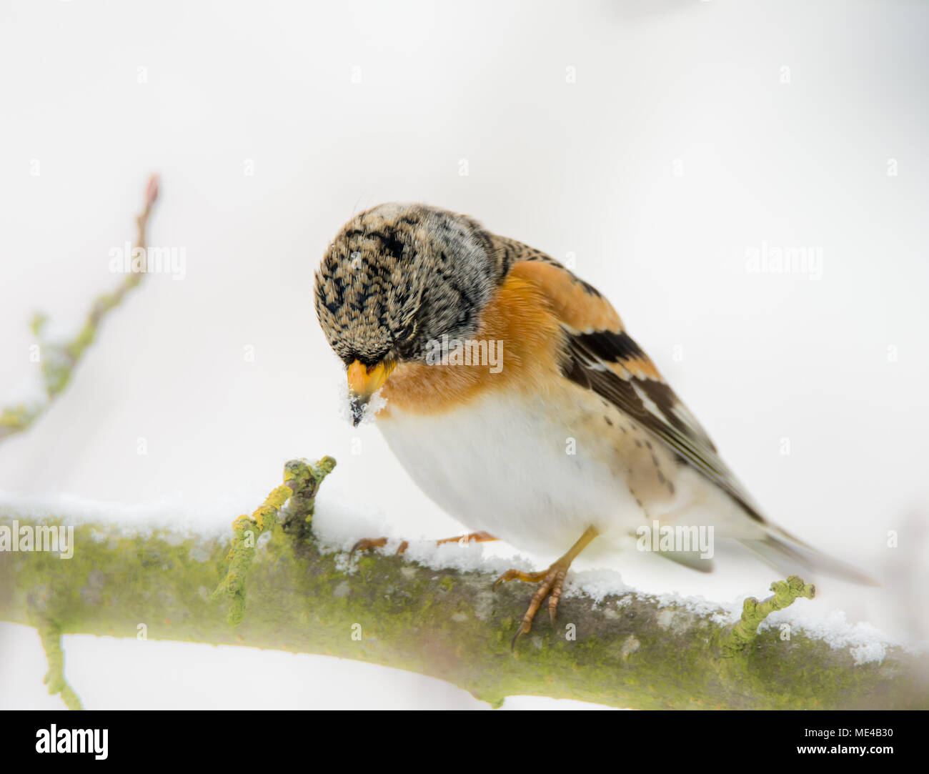 Closeup of a brambling bird (Fringilla montifringilla Stock Photo - Alamy