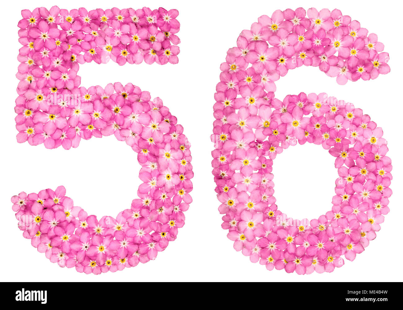 Arabic numeral 56, fifty six, from pink forget-me-not flowers, isolated ...