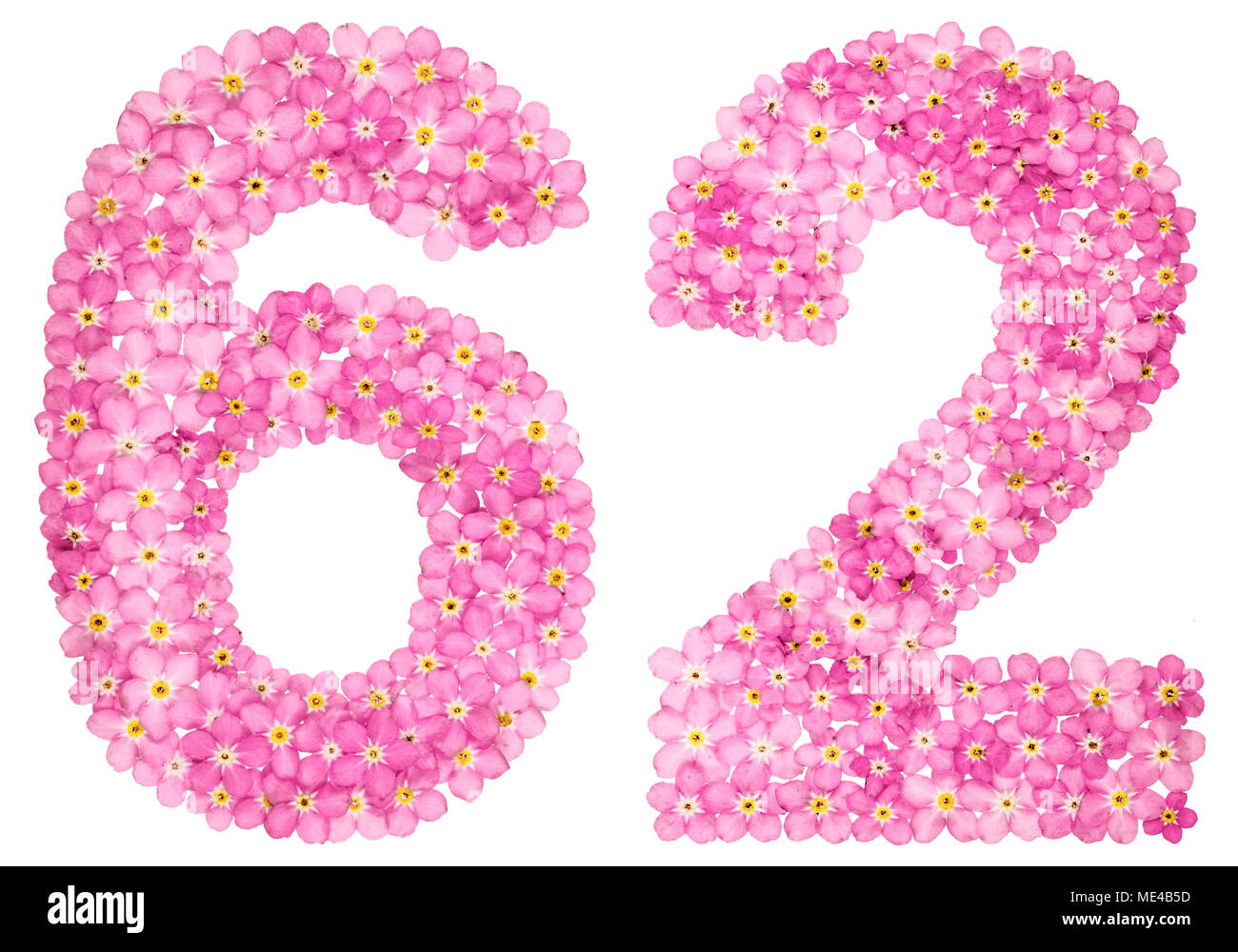Arabic numeral 62, sixty two, from pink forget-me-not flowers, isolated ...