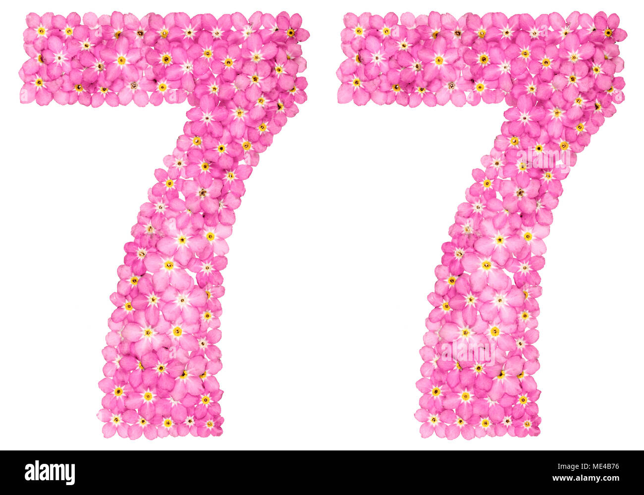 Arabic numeral 77, seventy seven, from pink forget-me-not flowers ...