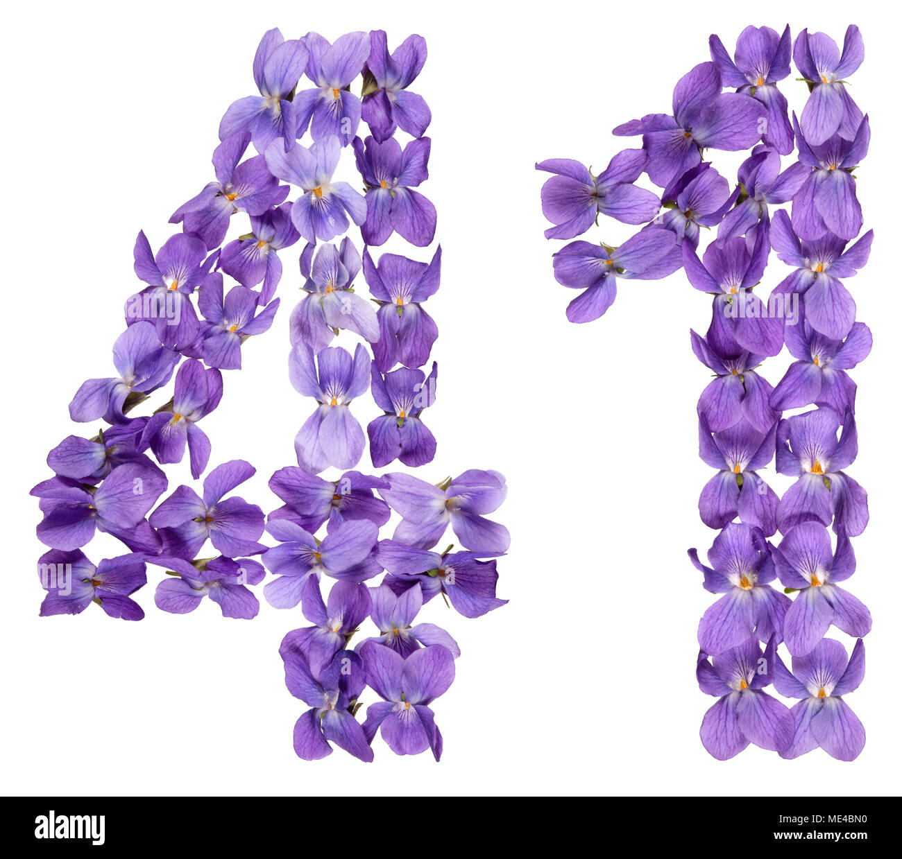 Arabic numeral 41, forty one, from flowers of viola, isolated on white ...