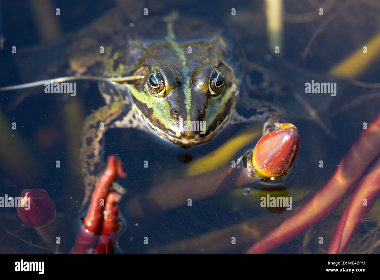 Frog watching the photographer from a lake. Close up portrait. Spring ...