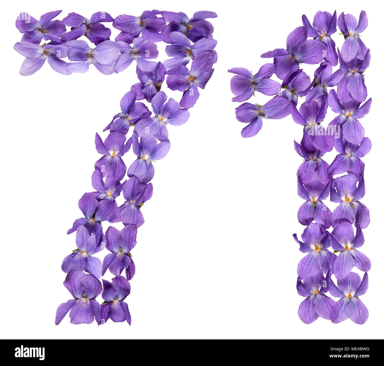 Arabic numeral 71, seventy one, from flowers of viola, isolated on ...
