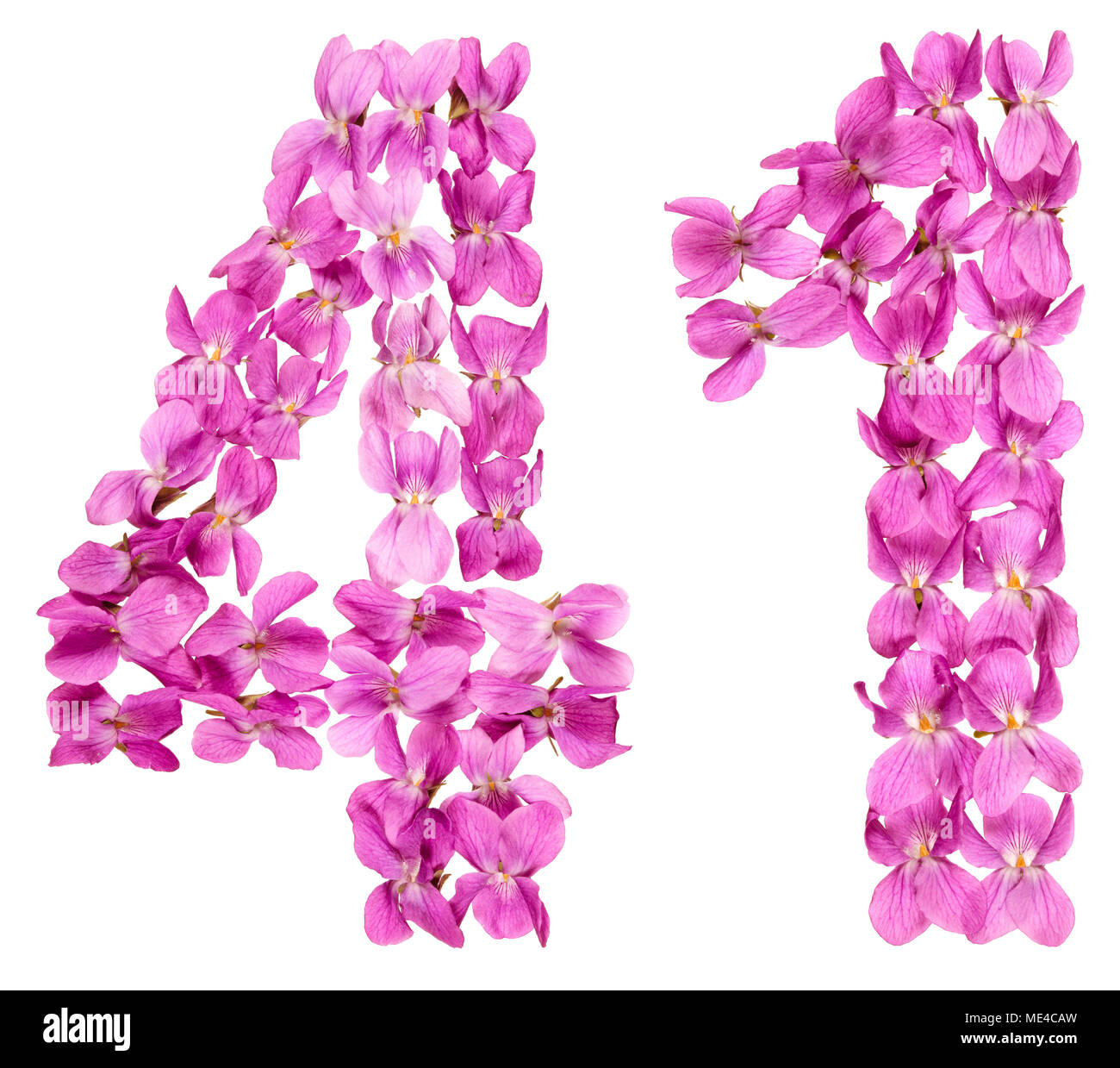 Arabic numeral 41, forty one, from flowers of viola, isolated on white ... Arabic numeral 41, forty one, from flowers of viola, isolated on white ...