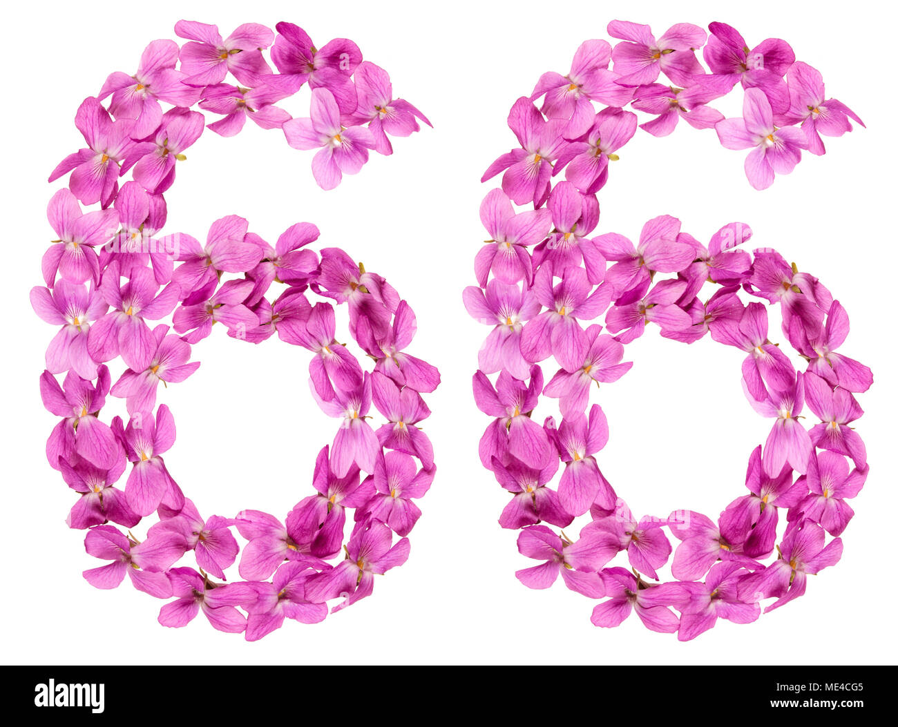 Arabic numeral 66, sixty six, from flowers of viola, isolated on white ...