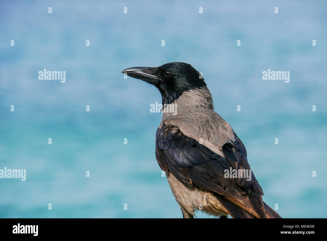 Hooded Crow (Corvus cornix) Photographed in Israel in February Stock ...