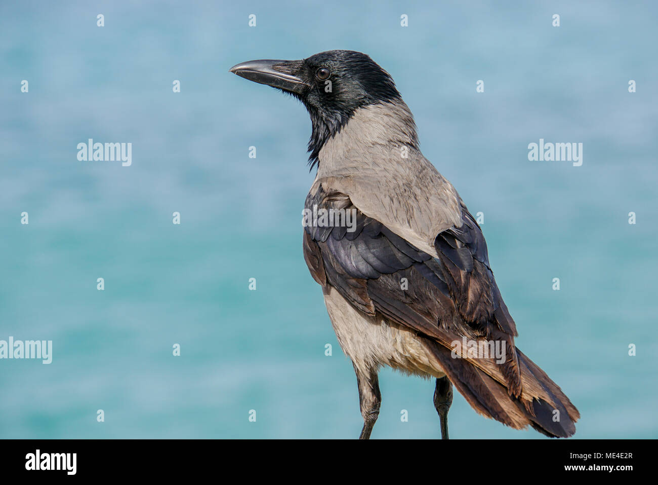 Hooded Crow (Corvus cornix) Photographed in Israel in February Stock ...