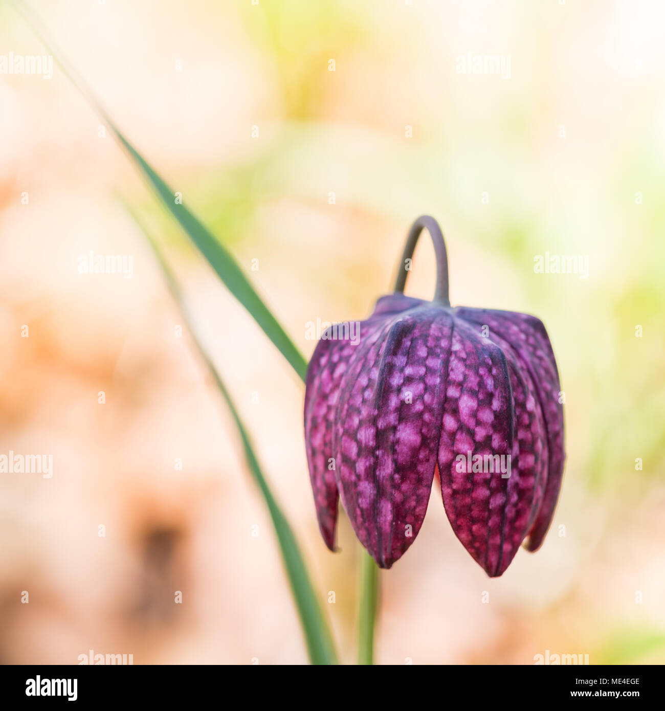 macro one natural blossom of chess flower daffodil (fritillaria ...