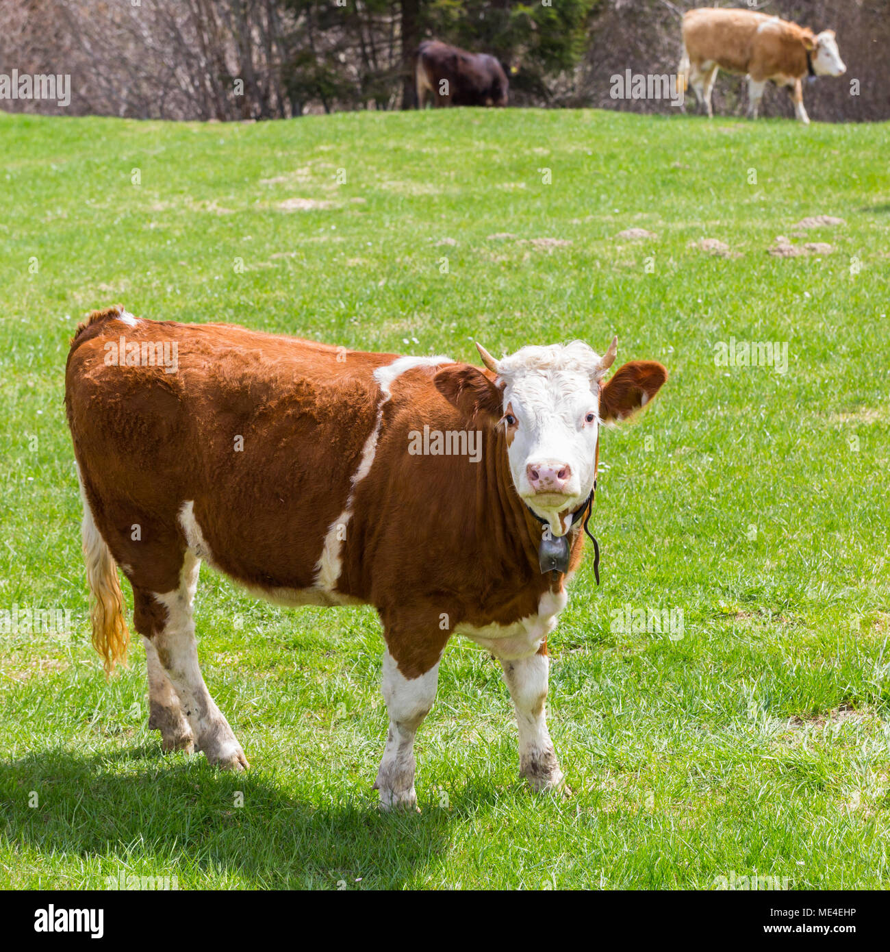one natural young bull walking standing and starring in green pasturage ...
