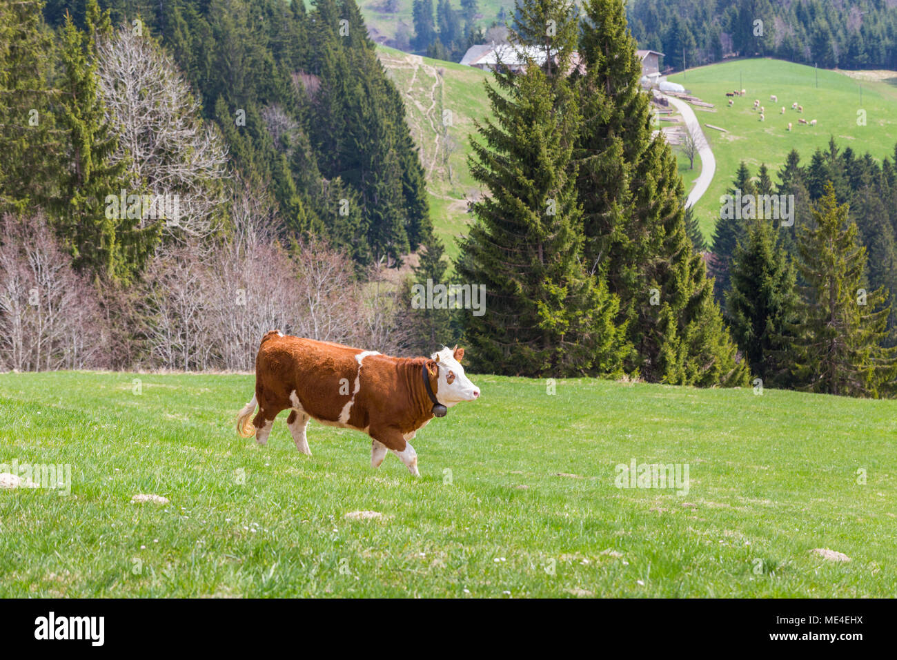 one natural young bull walking in green pasturage, trees, forest Stock ...