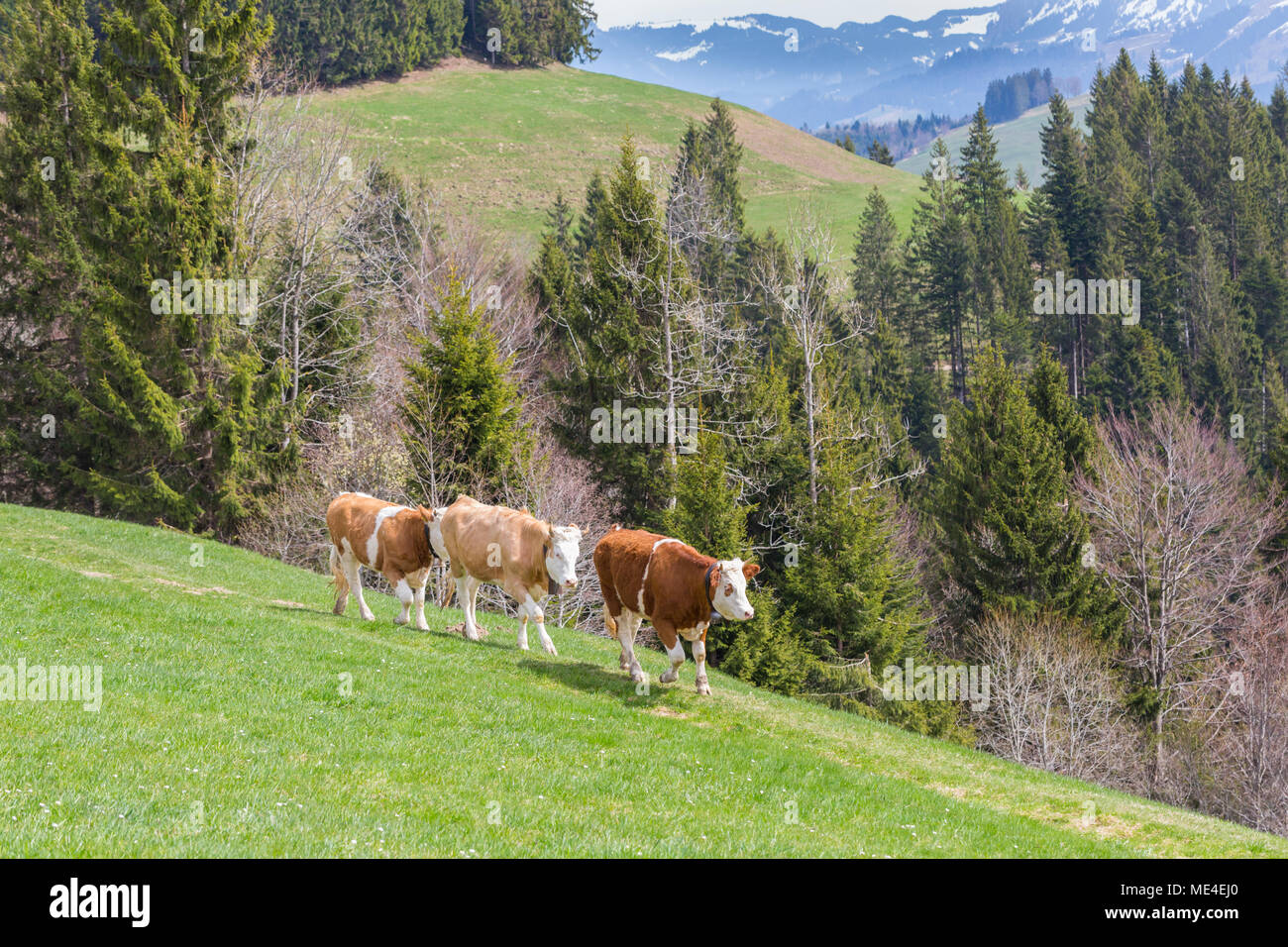 three young natural bulls walking on green meadow, forest, mountains ...