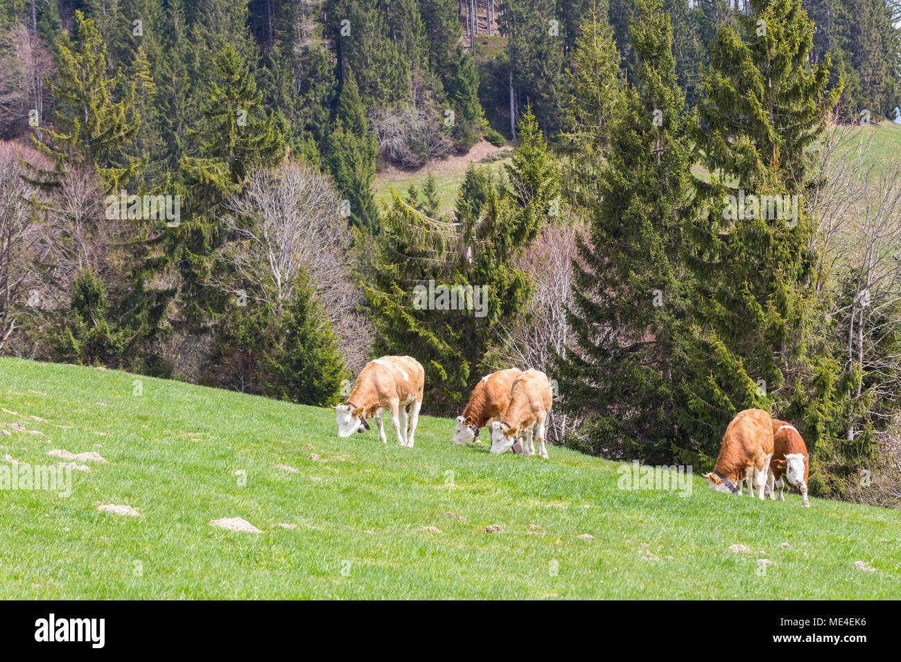 Grazing natural grassland hi-res stock photography and images - Alamy