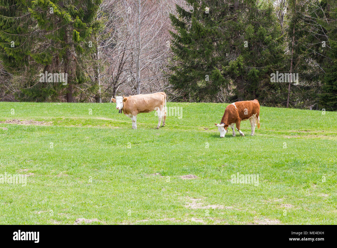 Two bulls standing in hi-res stock photography and images - Alamy