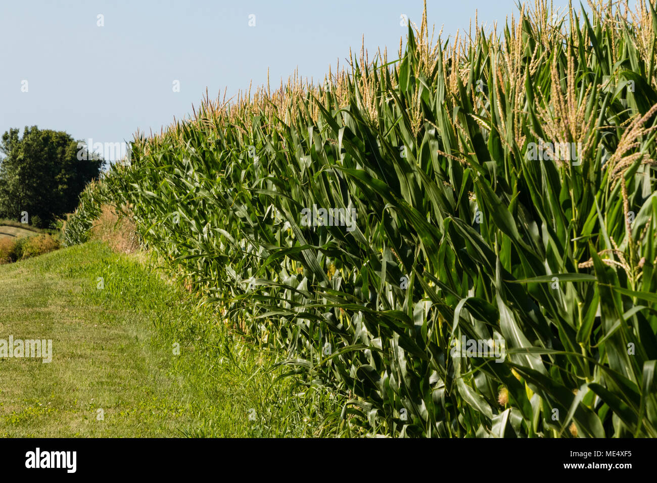 a corn field rolling off into the country side Stock Photo - Alamy