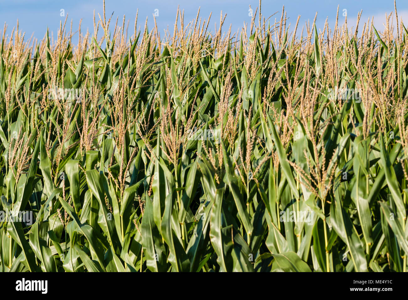 Row of corn tassels hi-res stock photography and images - Alamy