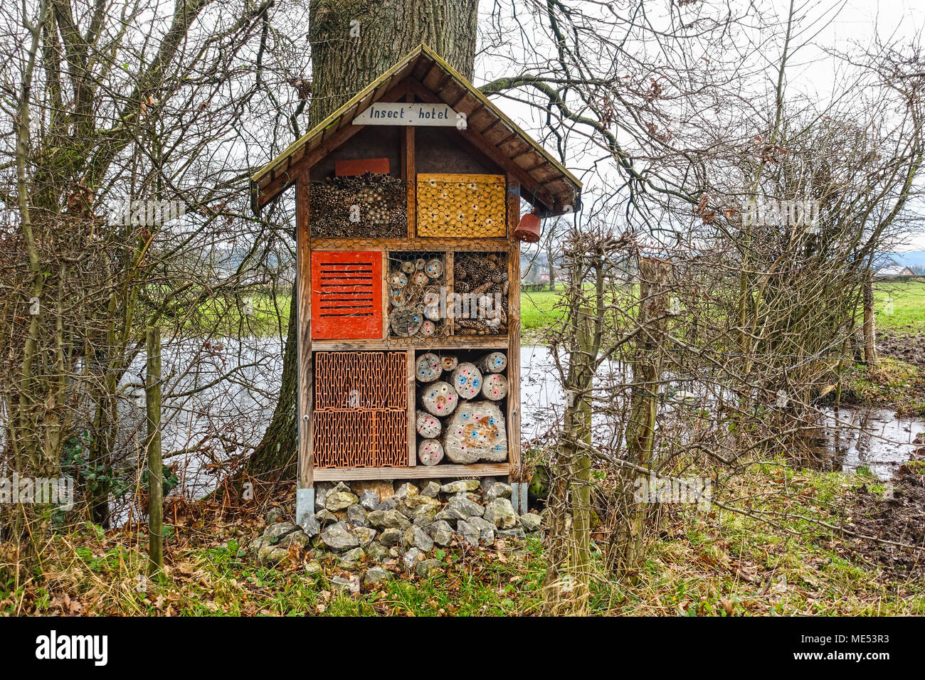Various insects hi-res stock photography and images - Alamy