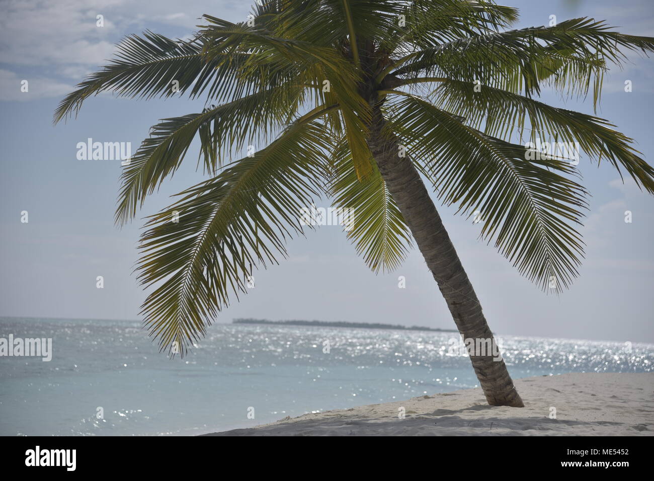 Palm tree by the beach, maldives Stock Photo - Alamy