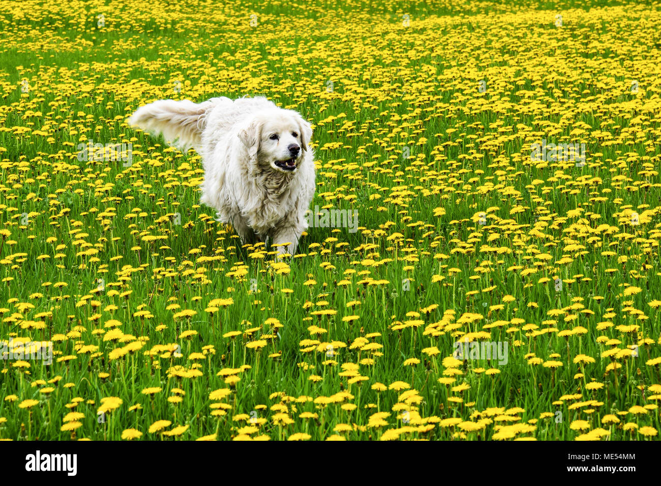 Dog in flower field hi-res stock photography and images - Alamy