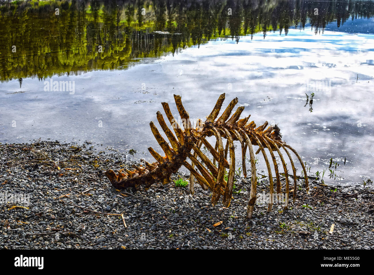 Moose Bones High Resolution Stock Photography and Images - Alamy