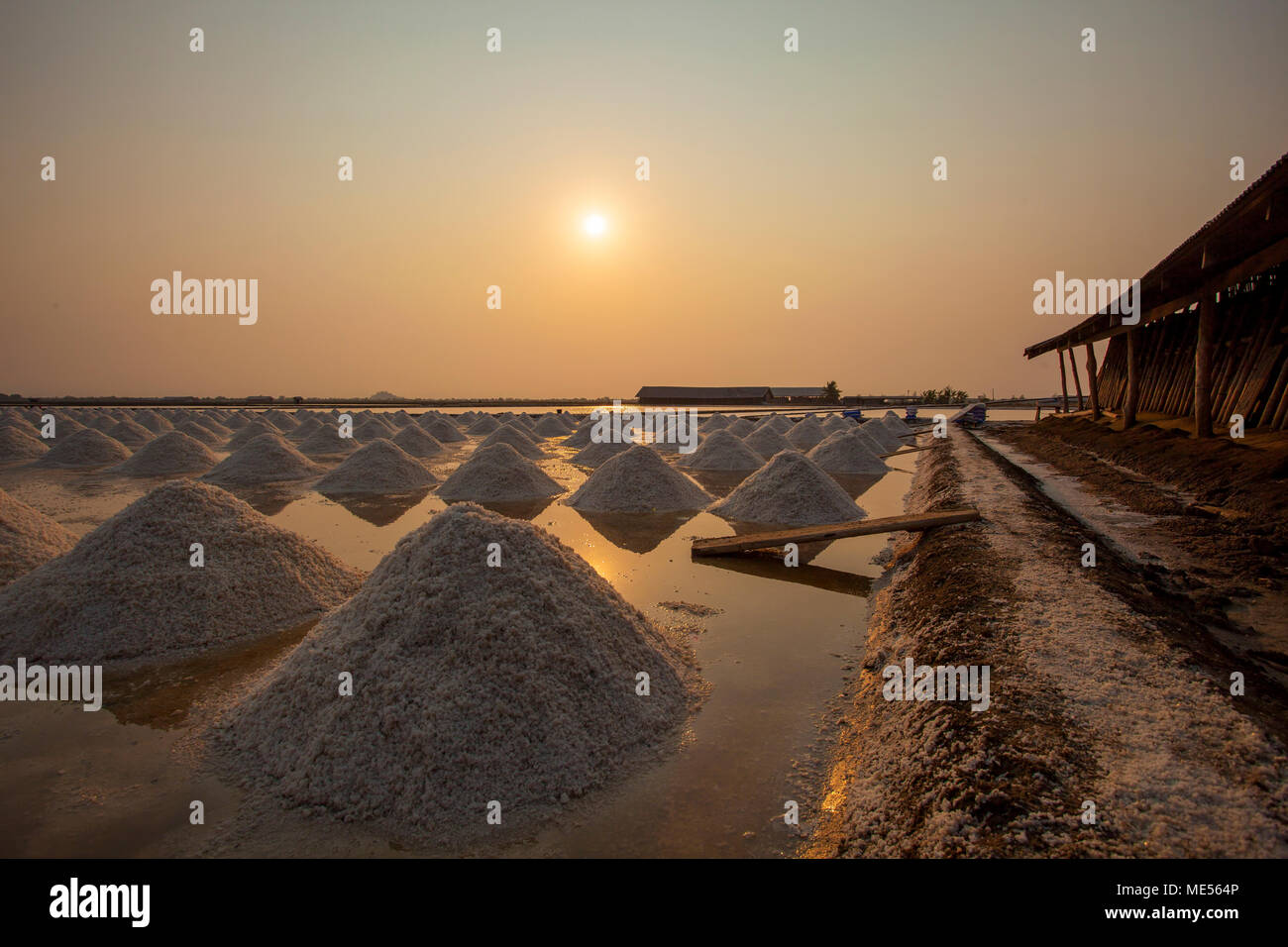 salt harvesting in salt farm agriculture occupation in samuthsongkram ...