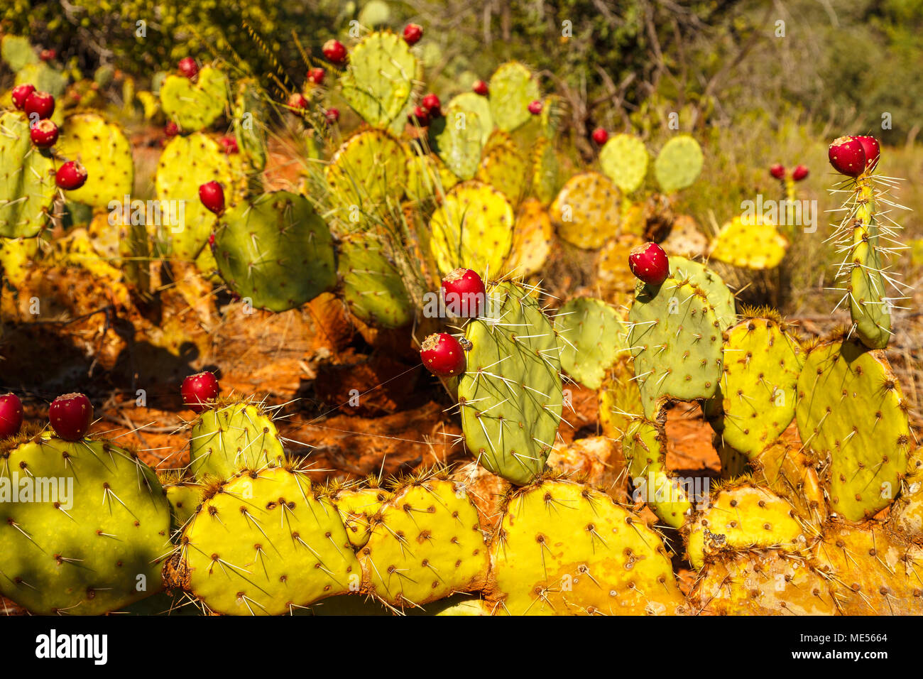 Prickly pears. Opuntia ficus-indica. also known as indian figs, opuntia ...