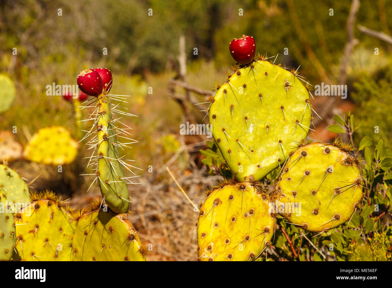 Prickly pears. Opuntia ficus-indica. also known as indian figs, opuntia ...