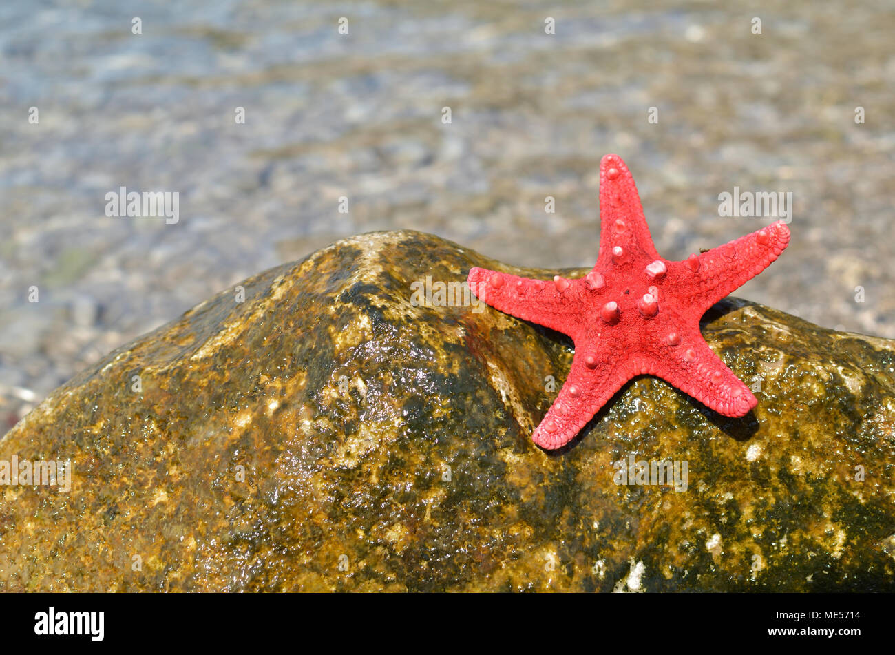 Red sea star on a sea rock covered with moss with a sea water in a ...