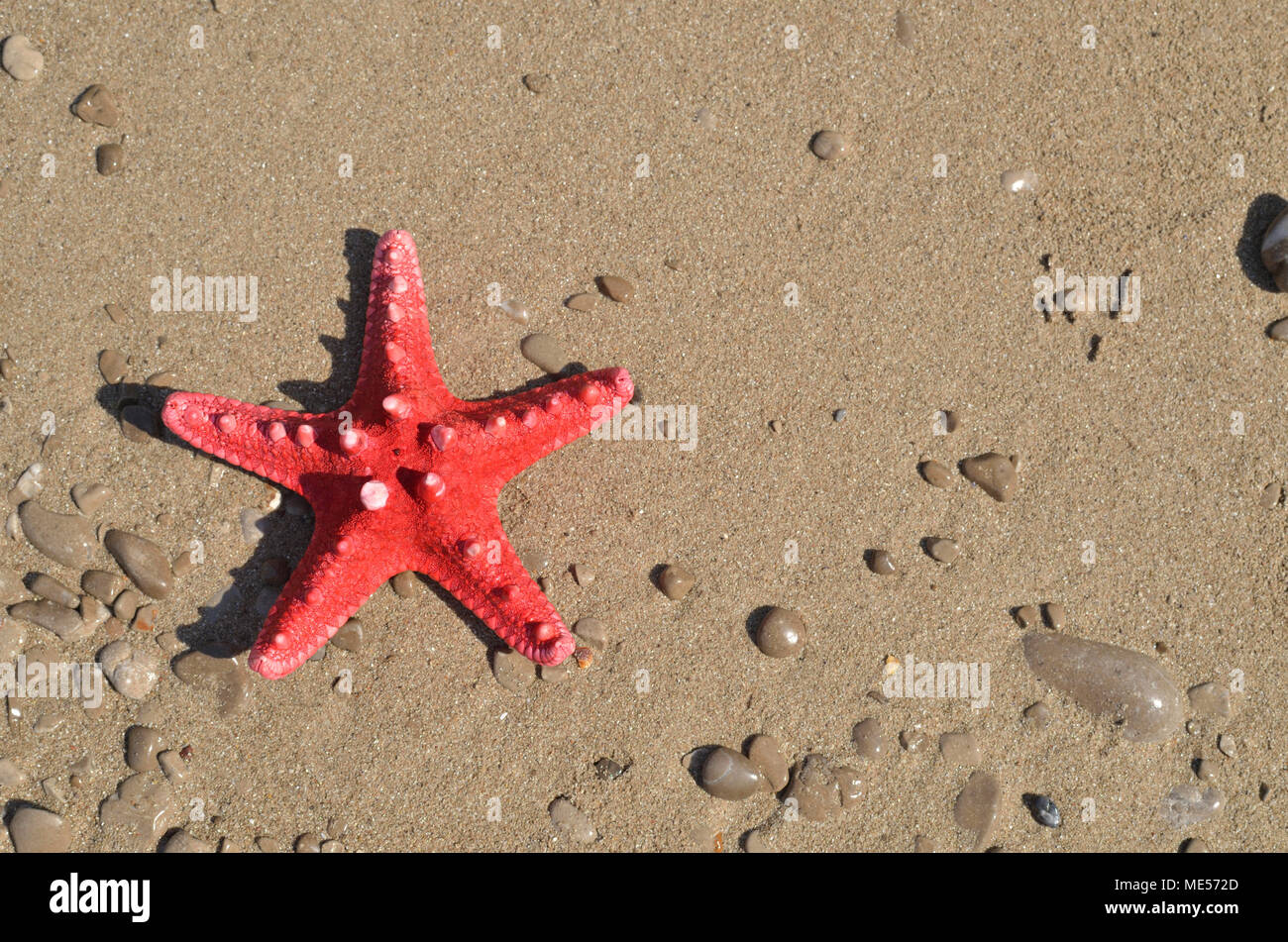 Red sea star on a wet beach sand Stock Photo - Alamy