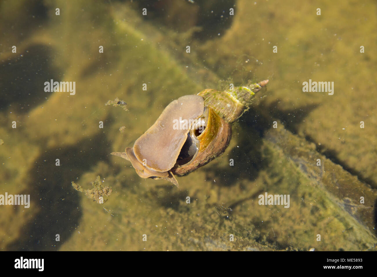 Aquatic snails uk hi-res stock photography and images - Alamy