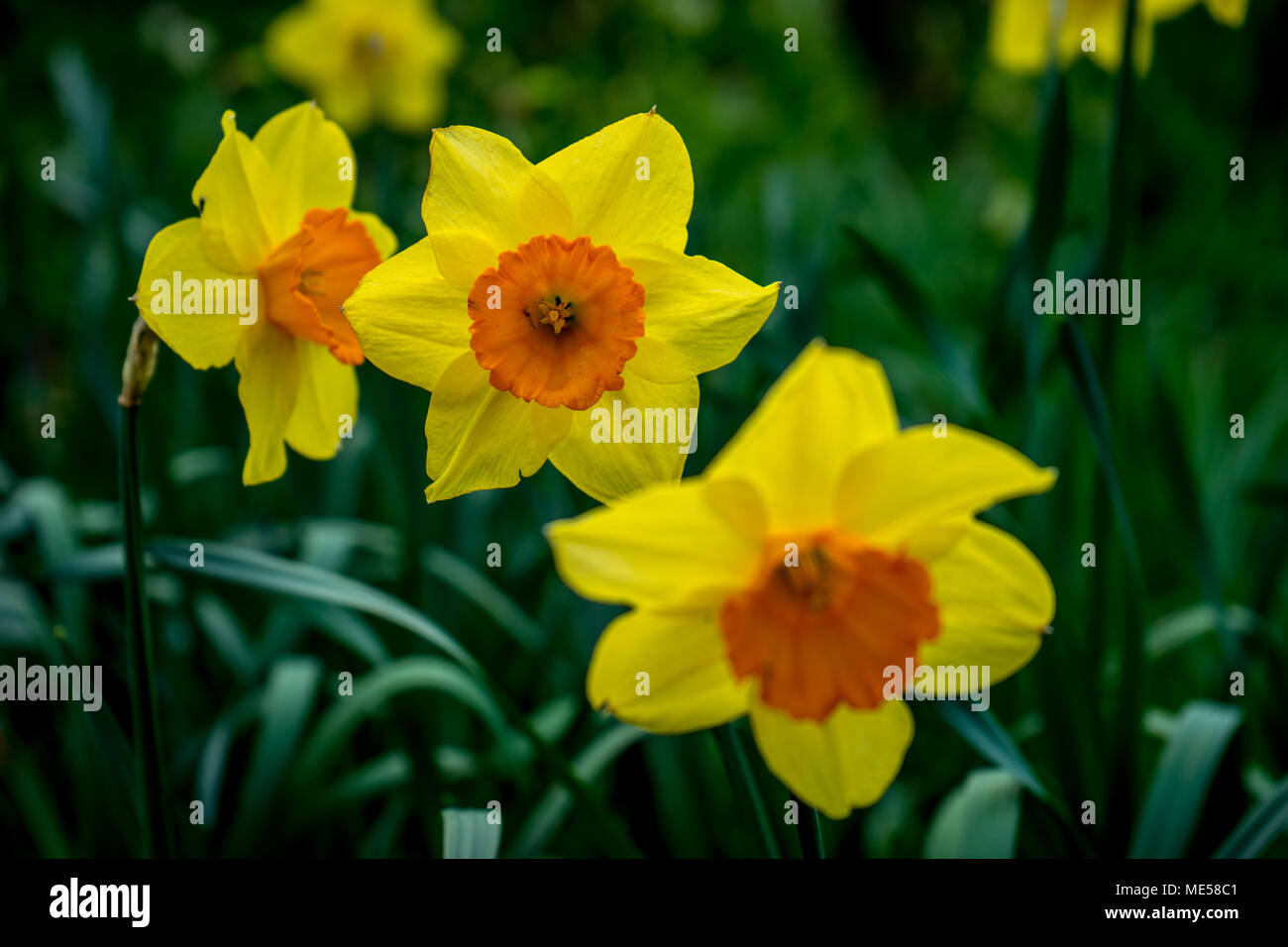 Yellow orange daffodil hi-res stock photography and images - Alamy