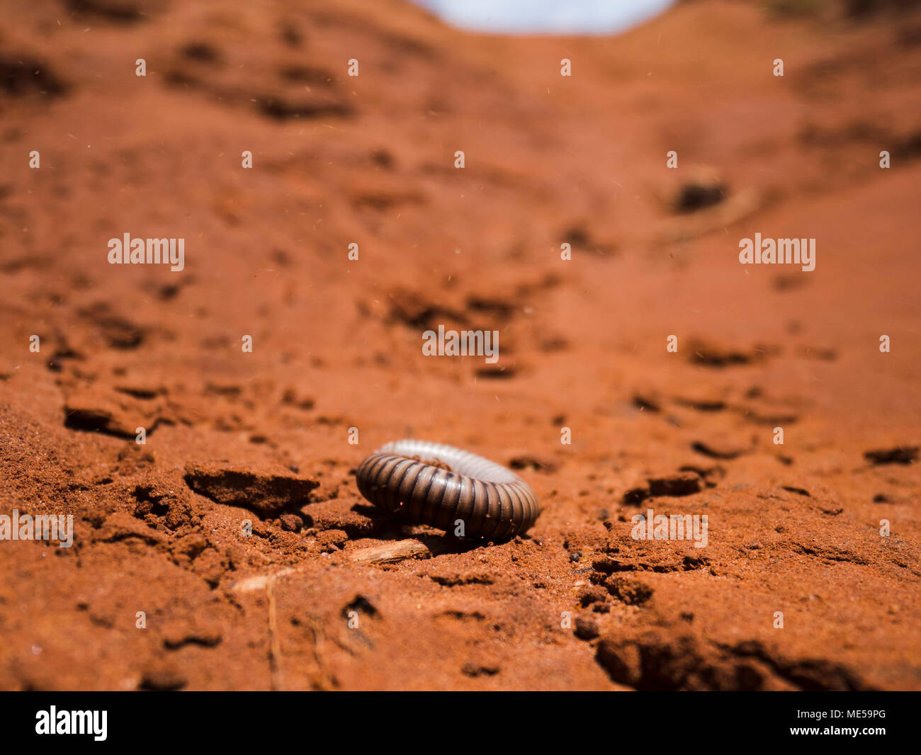 Curled worm hi-res stock photography and images - Alamy