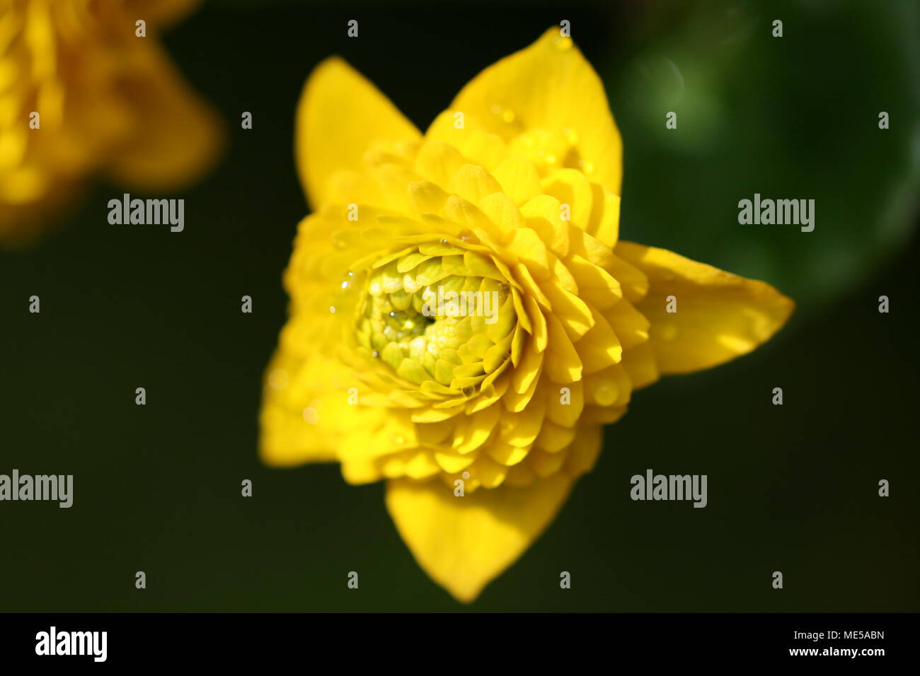 Marsh cup hi-res stock photography and images - Alamy