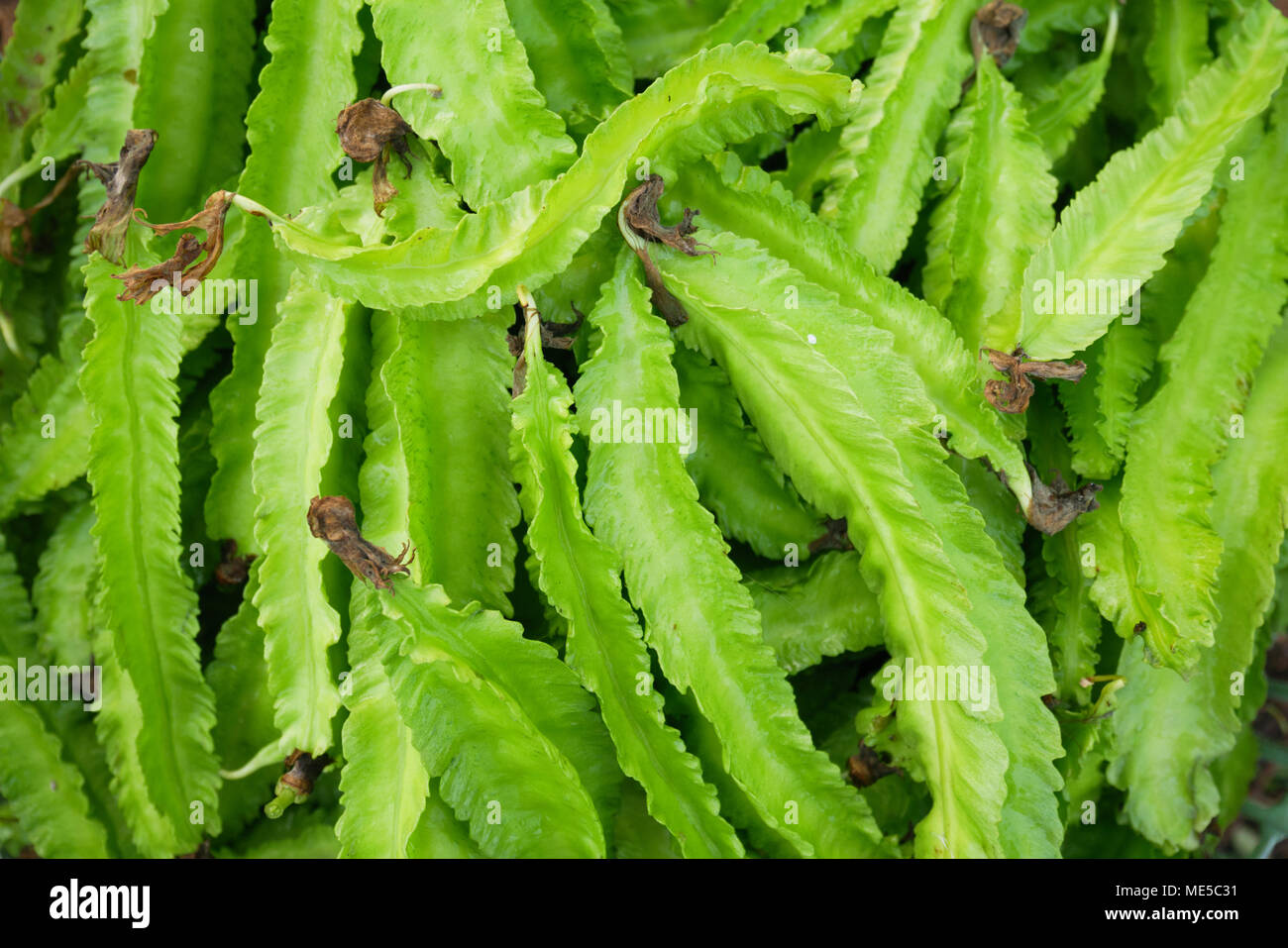 Psophocarpus Tetragonolobus High Resolution Stock Photography and ...