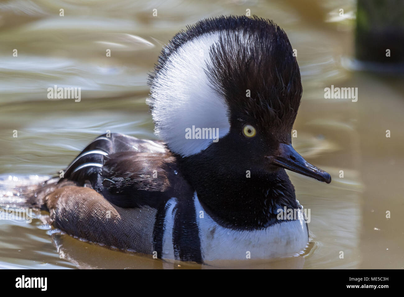 Male Hooded Merganser Stock Photo - Alamy
