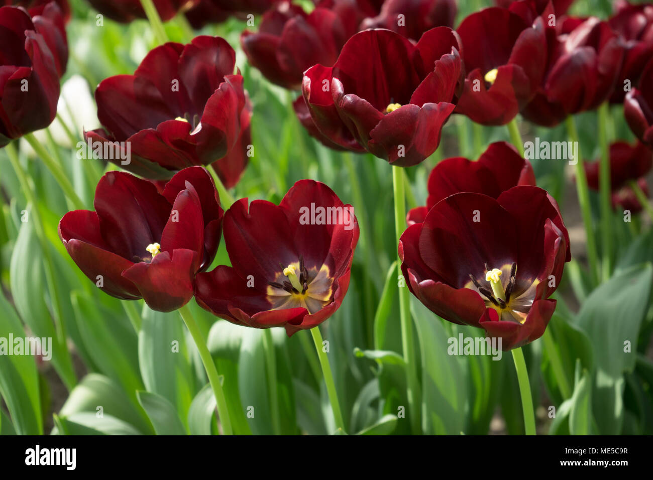Dark maroon hi-res stock photography and images - Alamy