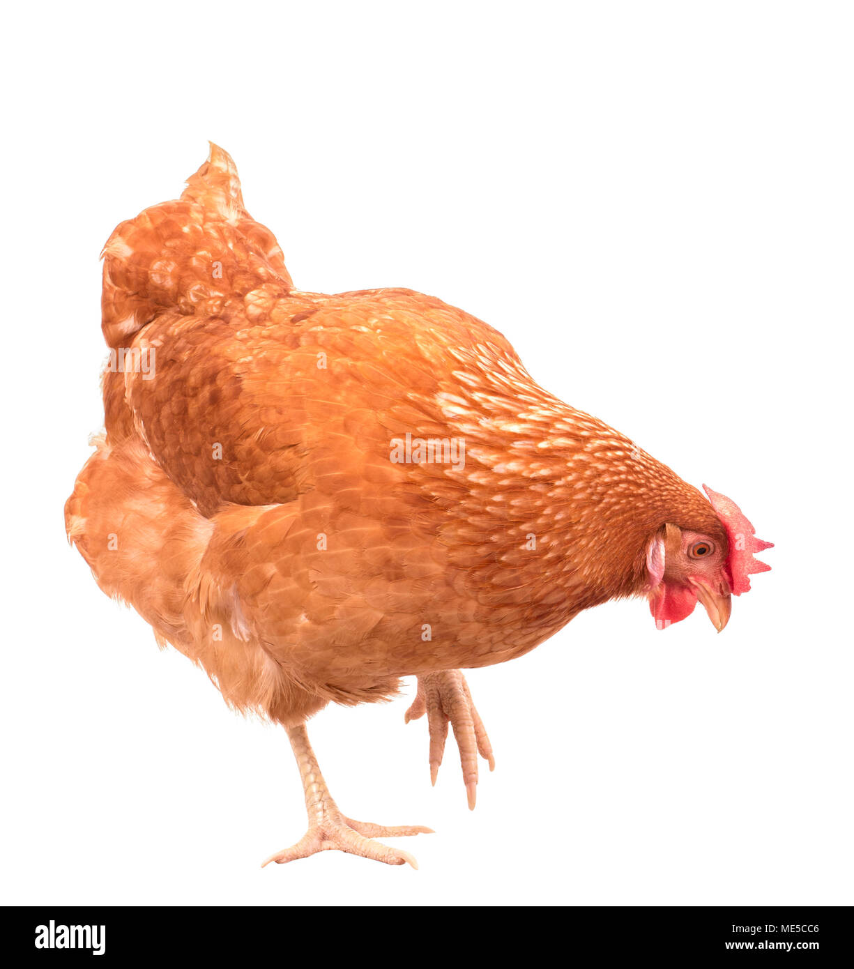 full body of brown chicken ,hen standing isolated white background use ...
