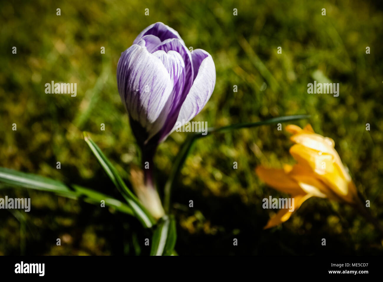 Spring Garden in South Wales UK Stock Photo - Alamy