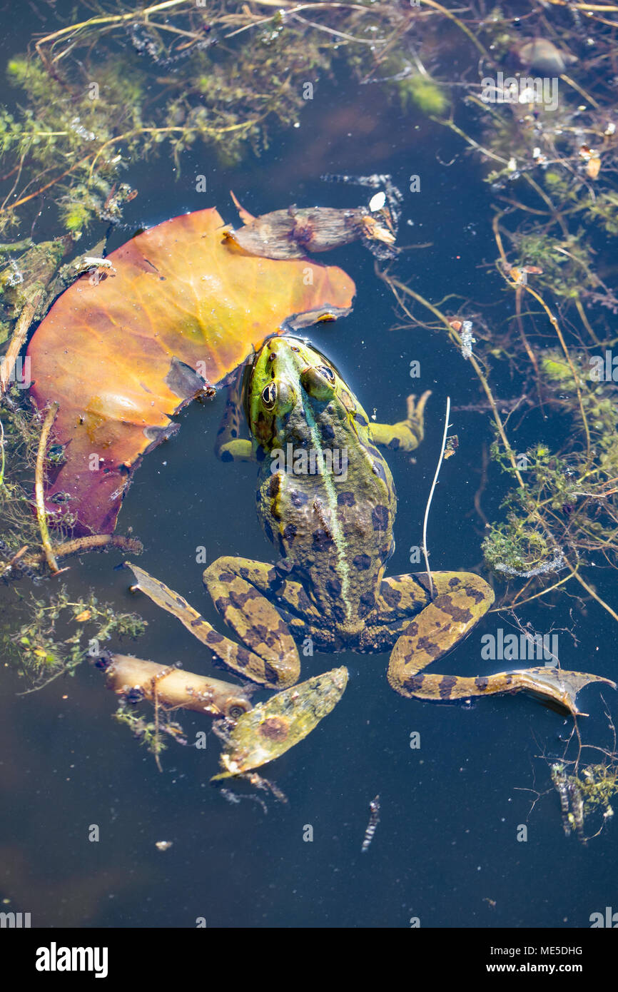 Mating season spring hi-res stock photography and images - Alamy