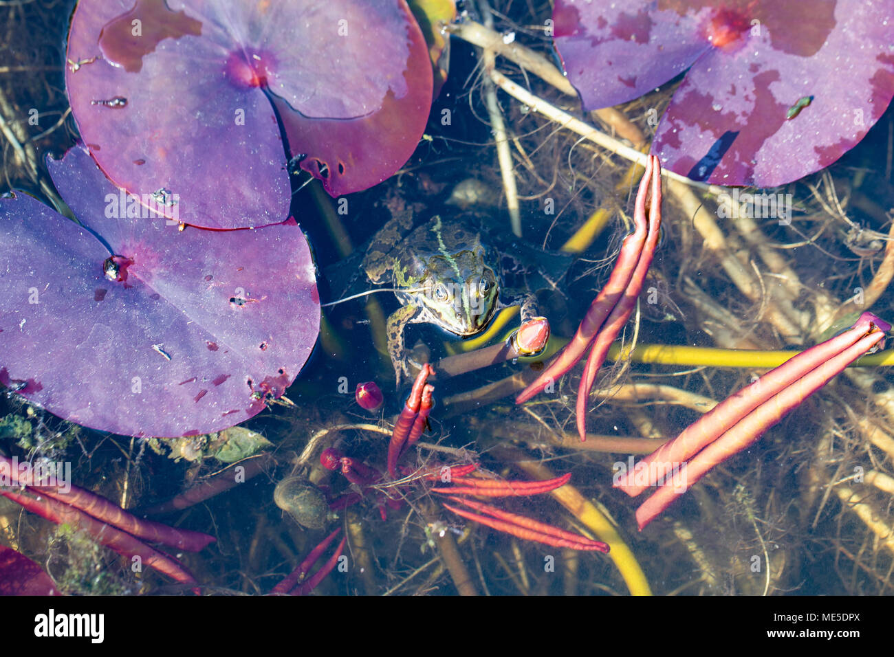 Mating season spring hi-res stock photography and images - Alamy