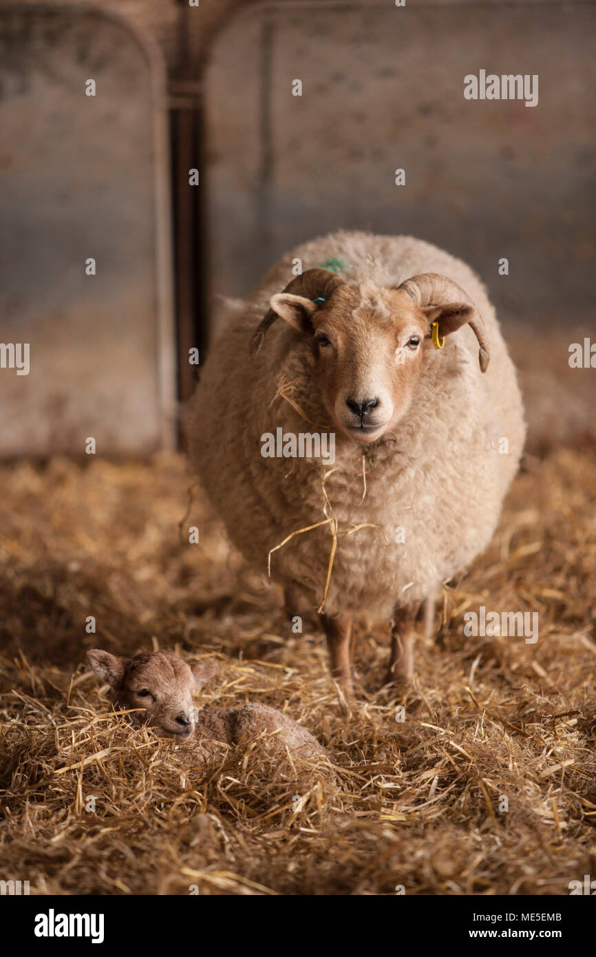 Portland lamb hi-res stock photography and images - Alamy