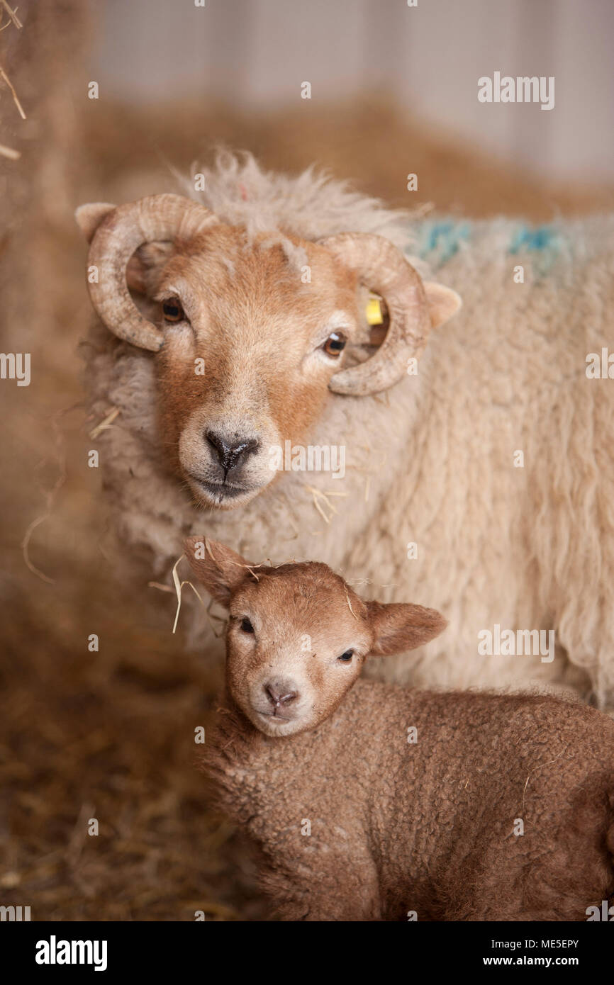 Portland lamb hi-res stock photography and images - Alamy