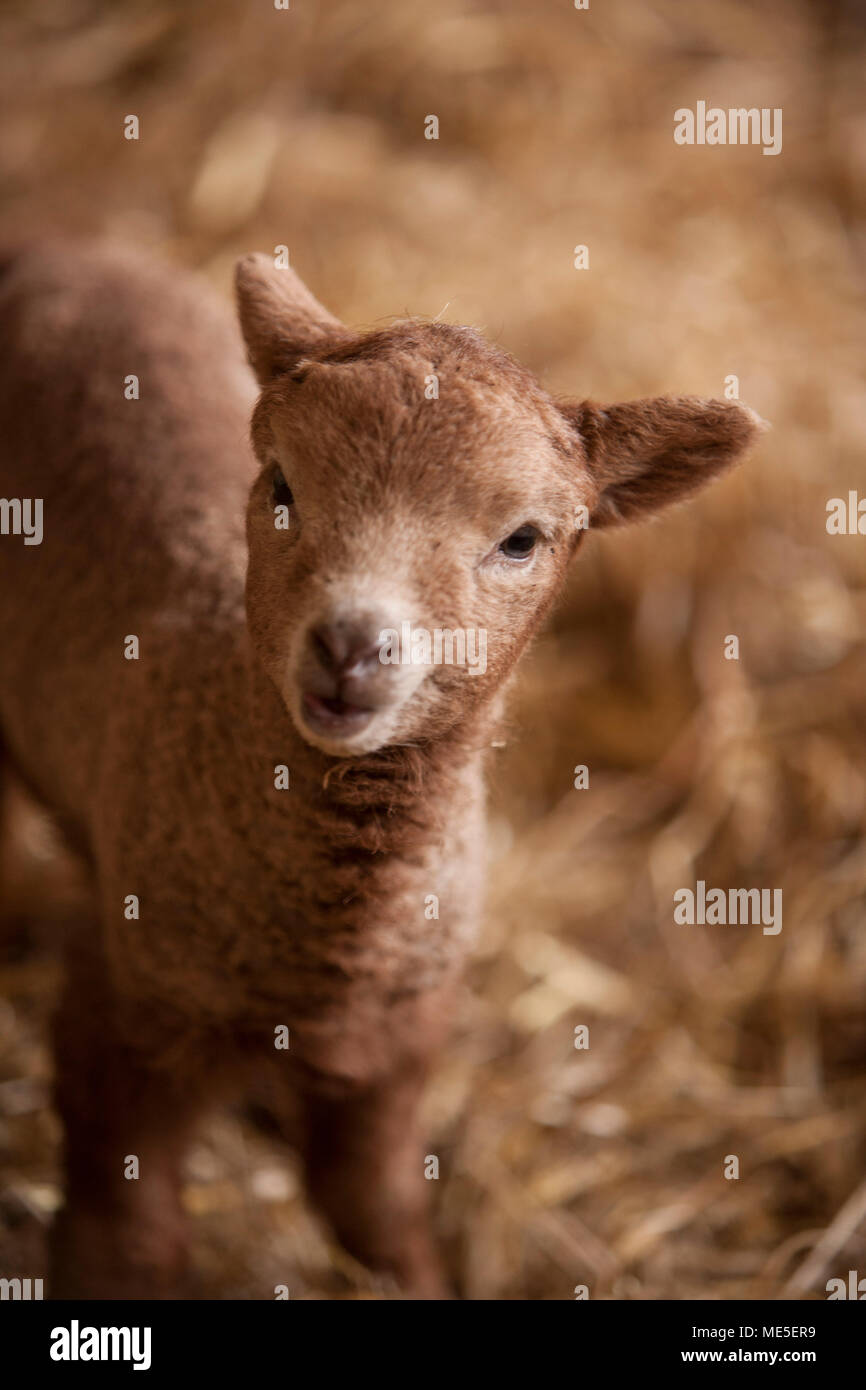 Portland sheep hi-res stock photography and images - Alamy