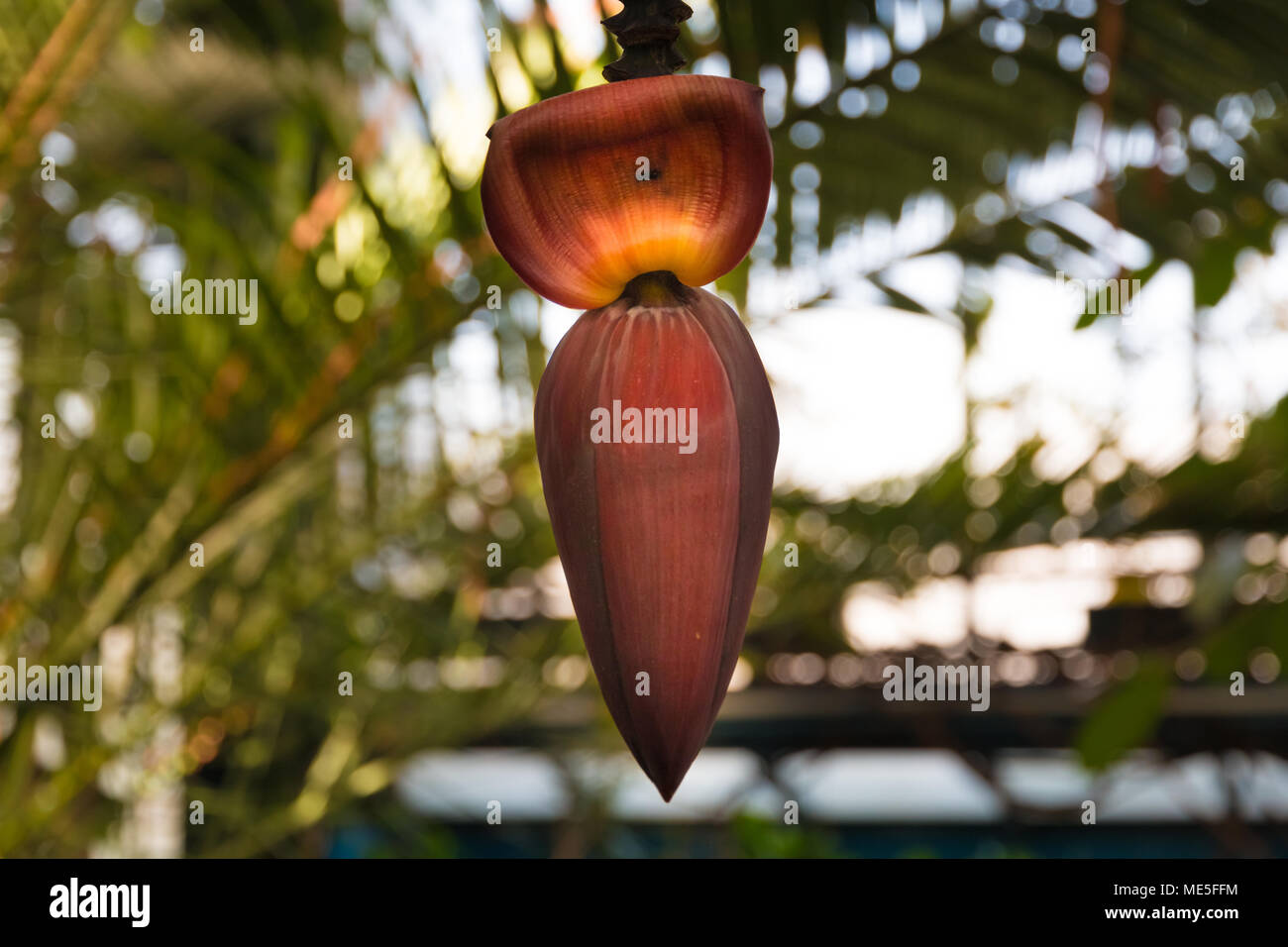 Banana heart hi-res stock photography and images - Alamy