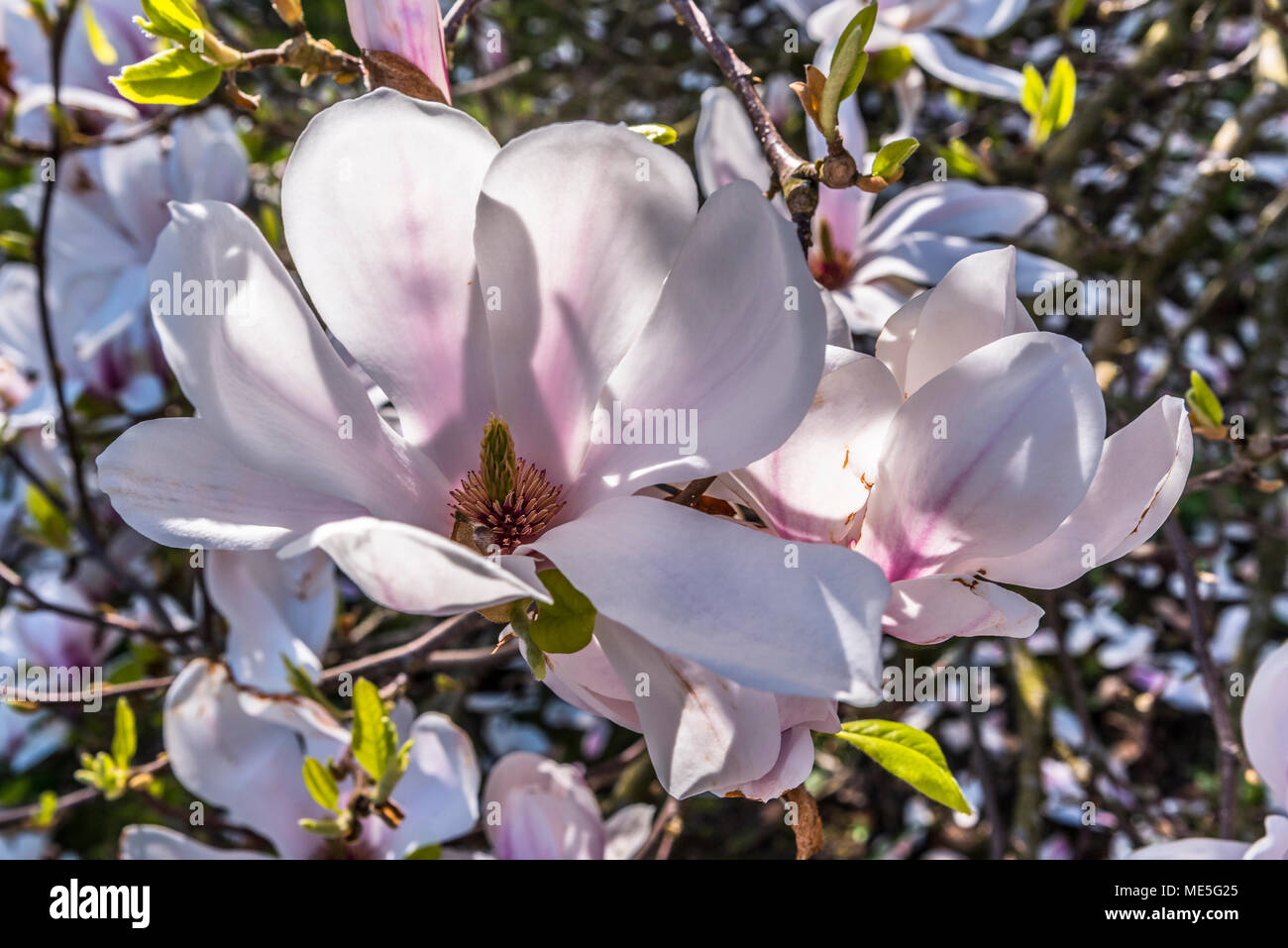 Magnolia grandiflora hi-res stock photography and images - Alamy