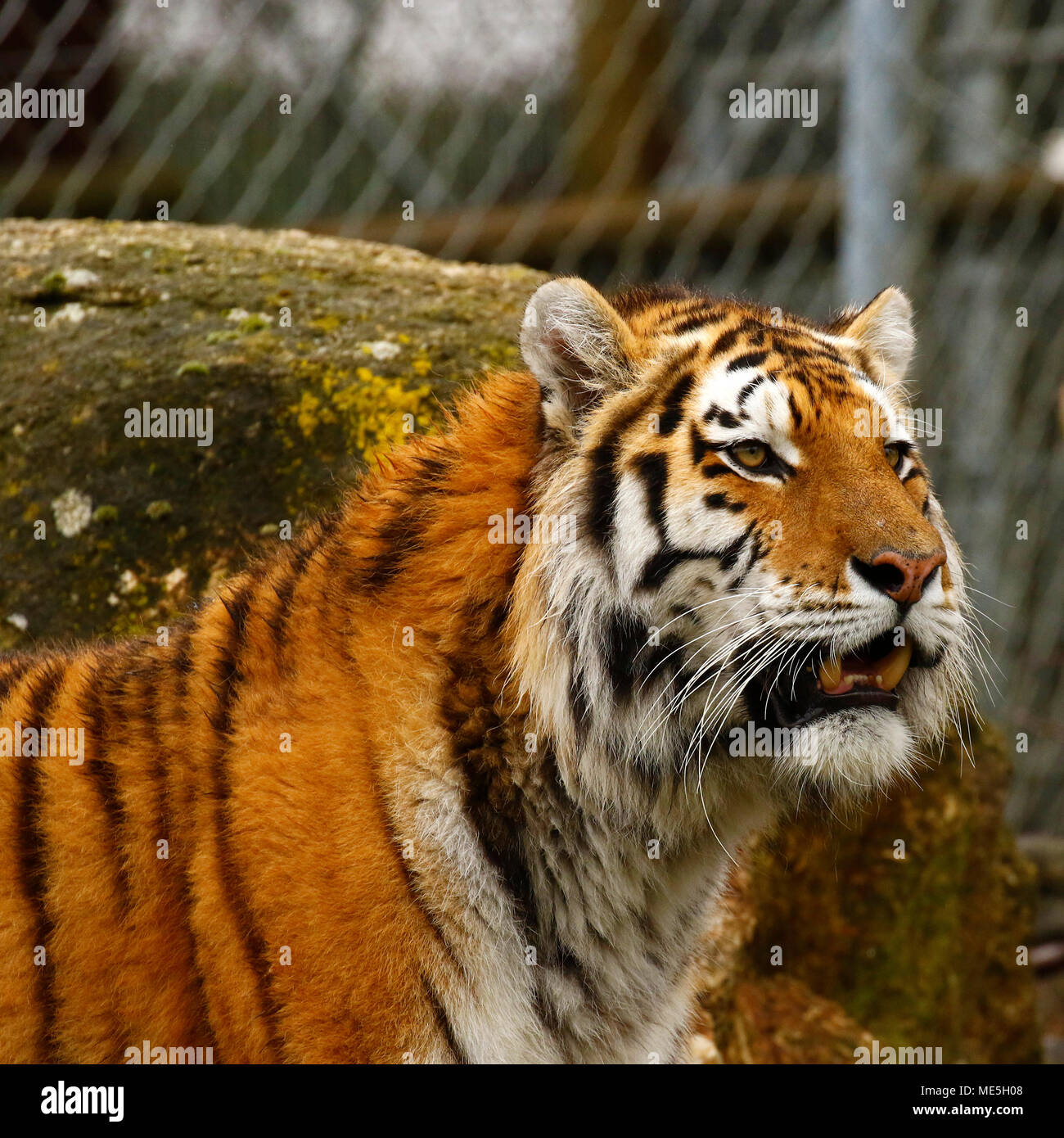 Amur Tigers in their element playing in Dartmoor Zoological Park Stock ...