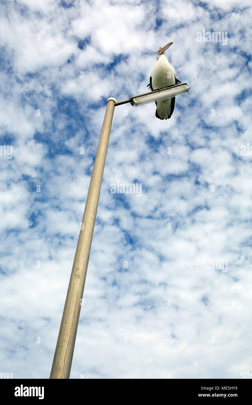 Pelican sitting hi-res stock photography and images - Alamy