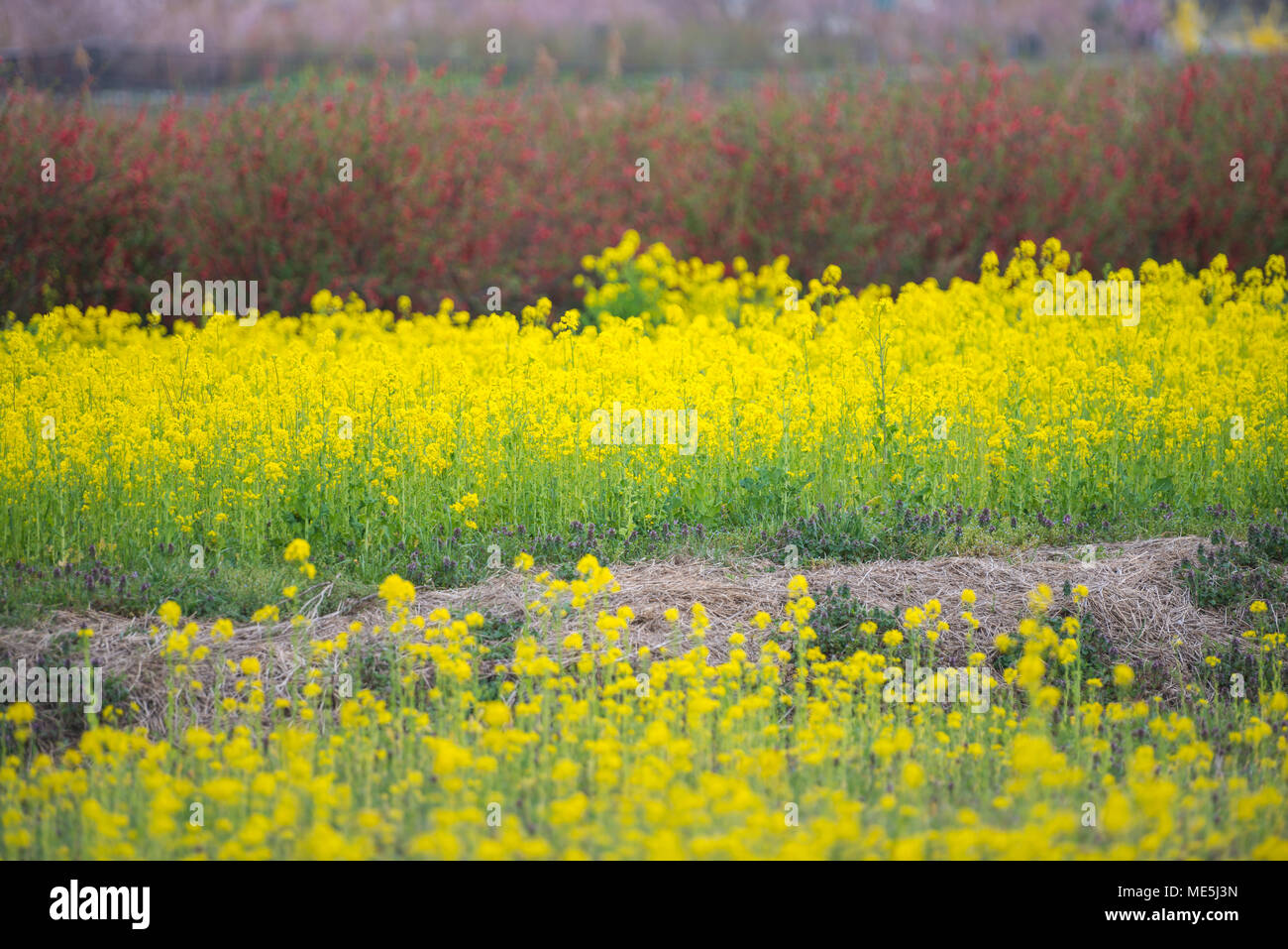 Canola flower field hi-res stock photography and images - Alamy