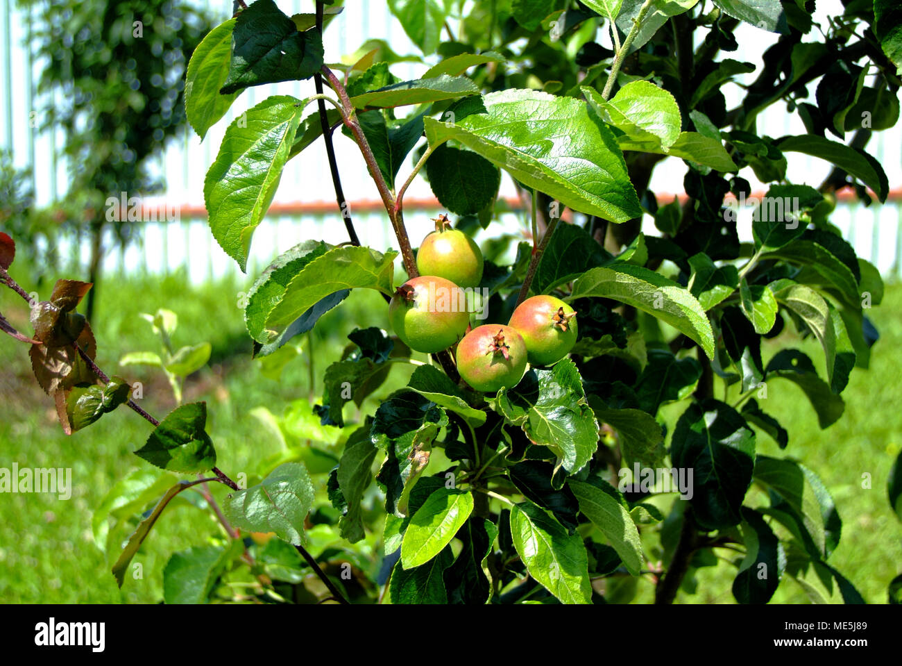 Young apple tree fruit hi-res stock photography and images - Alamy
