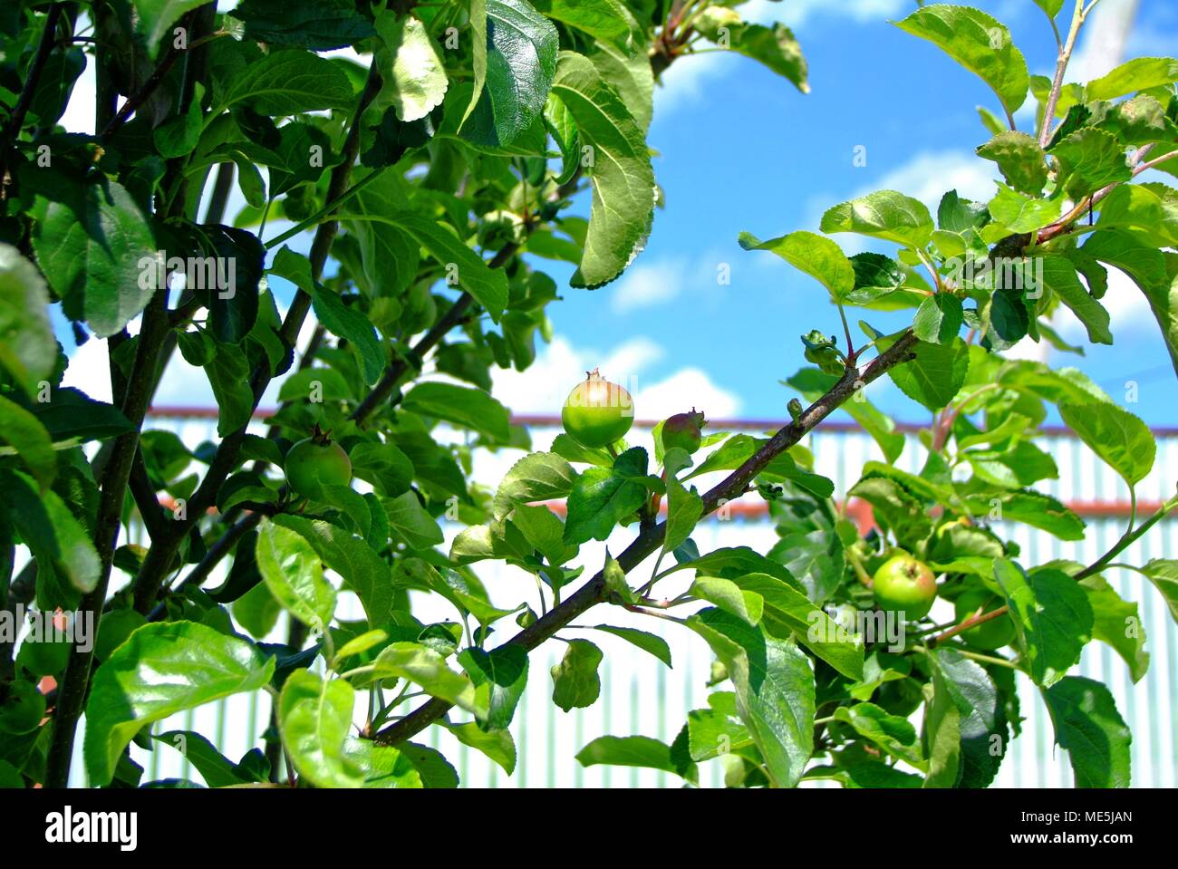 immature green apples on a young tree, Russia Stock Photo - Alamy
